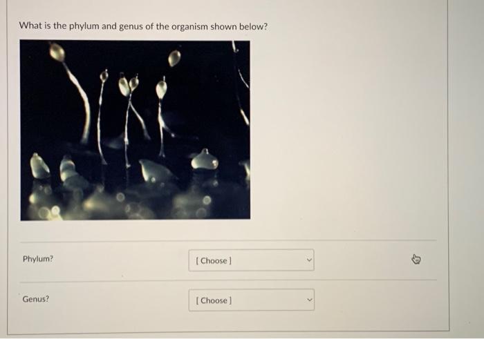 Solved What is the phylum and genus of the organism shown | Chegg.com