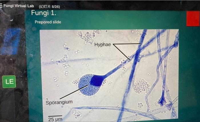 Solved Biology 152 Student Lab Guide Fungi Prior to | Chegg.com