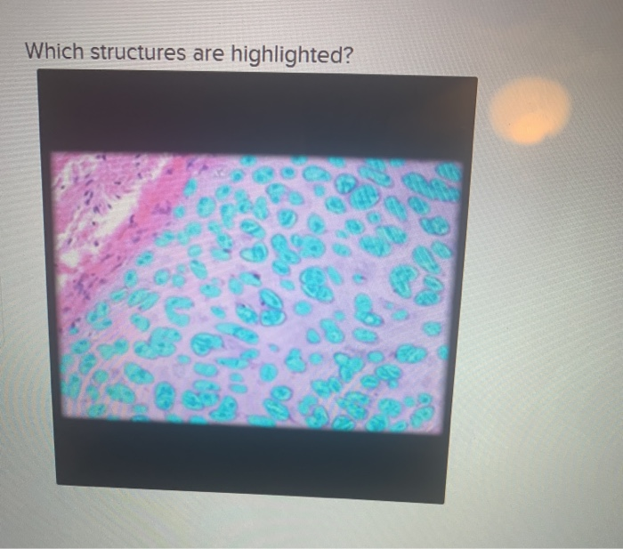 Solved Which structures are highlighted? Multiple Choice O | Chegg.com