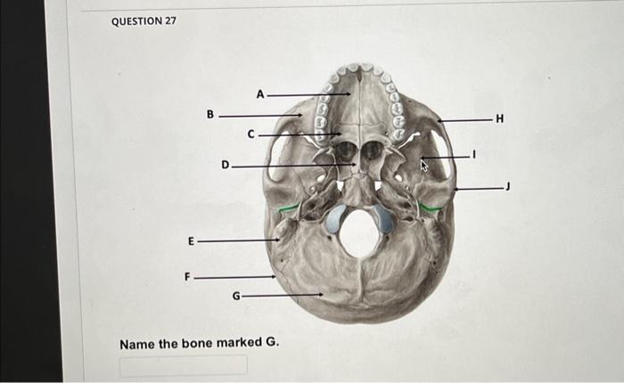 Solved Name the bone marked B.QUESTION 27 Name the bone | Chegg.com