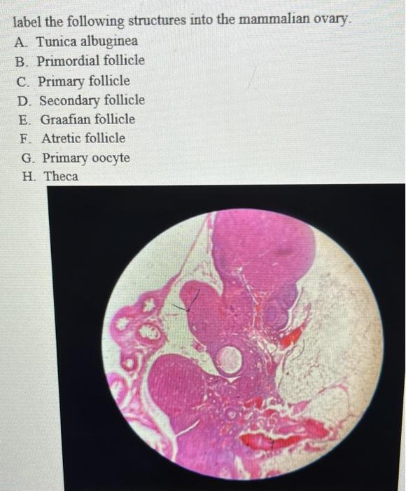 Solved label the following structures into the mammalian | Chegg.com