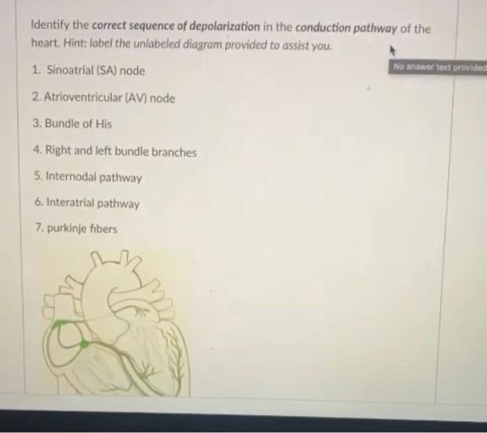 Solved Identify the correct sequence of depolarization in | Chegg.com