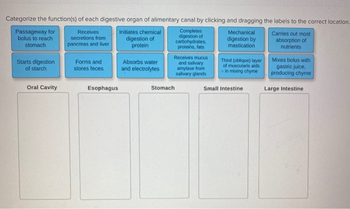 Solved Categorize the function(s) of each digestive organ of | Chegg.com
