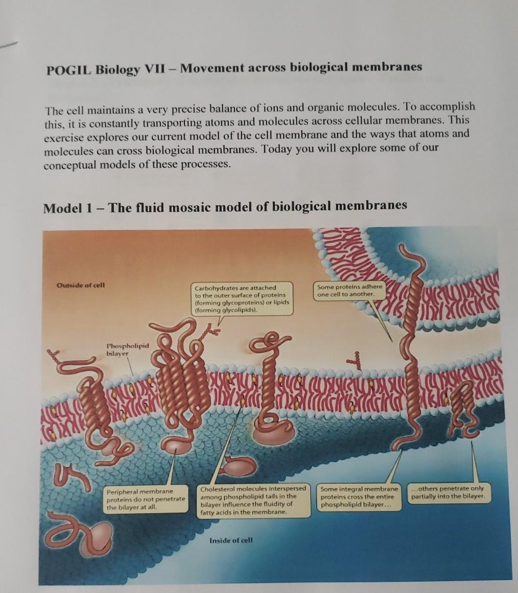 Solved POGIL Biology VII - Movement across biological | Chegg.com