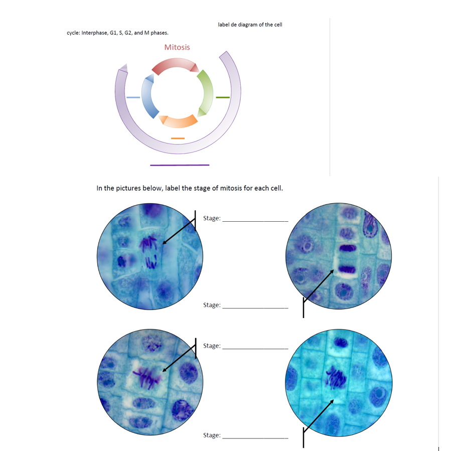 Label the diagram of the cell cycle: Interphase, G1, | Chegg.com