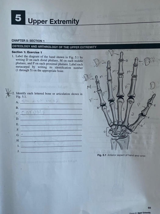 Solved 5 Upper Extremity CHAPTER 5: SECTION 1 OSTEOLOGY AND | Chegg.com