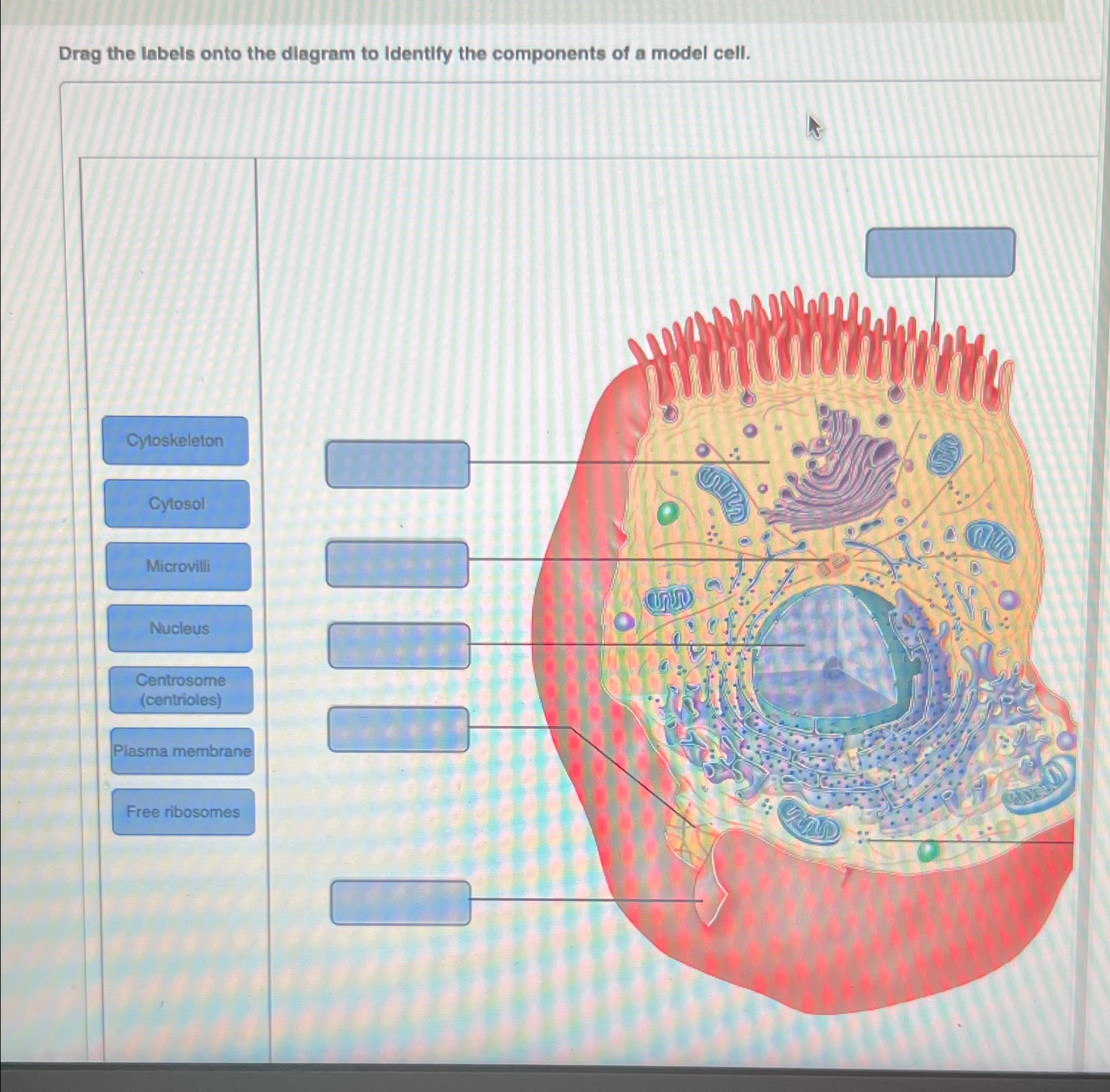 Solved Drag the labels onto the dlagram to Identify the | Chegg.com