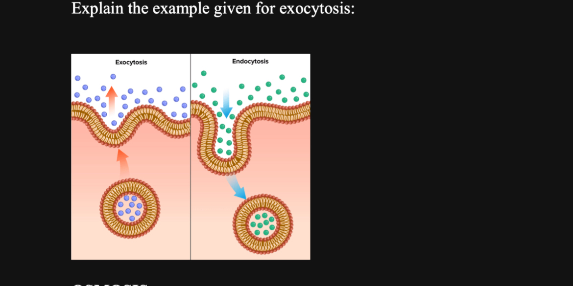 Solved Explain the example given for exocytosis: | Chegg.com