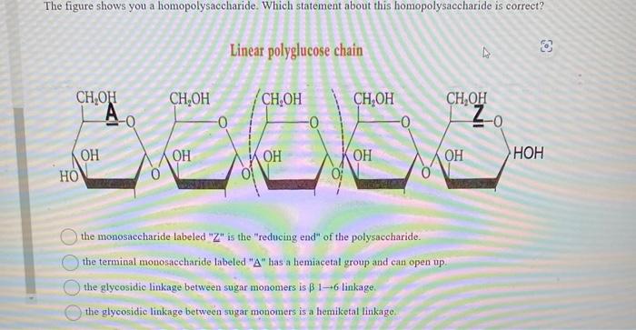 Solved Linear polyglucose chain the monosaccharide labeled | Chegg.com