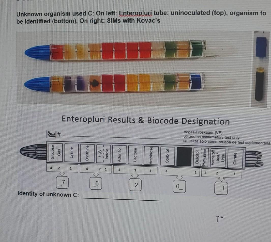 Solved Unknown organism used C: On left: Enteropluri tube: | Chegg.com