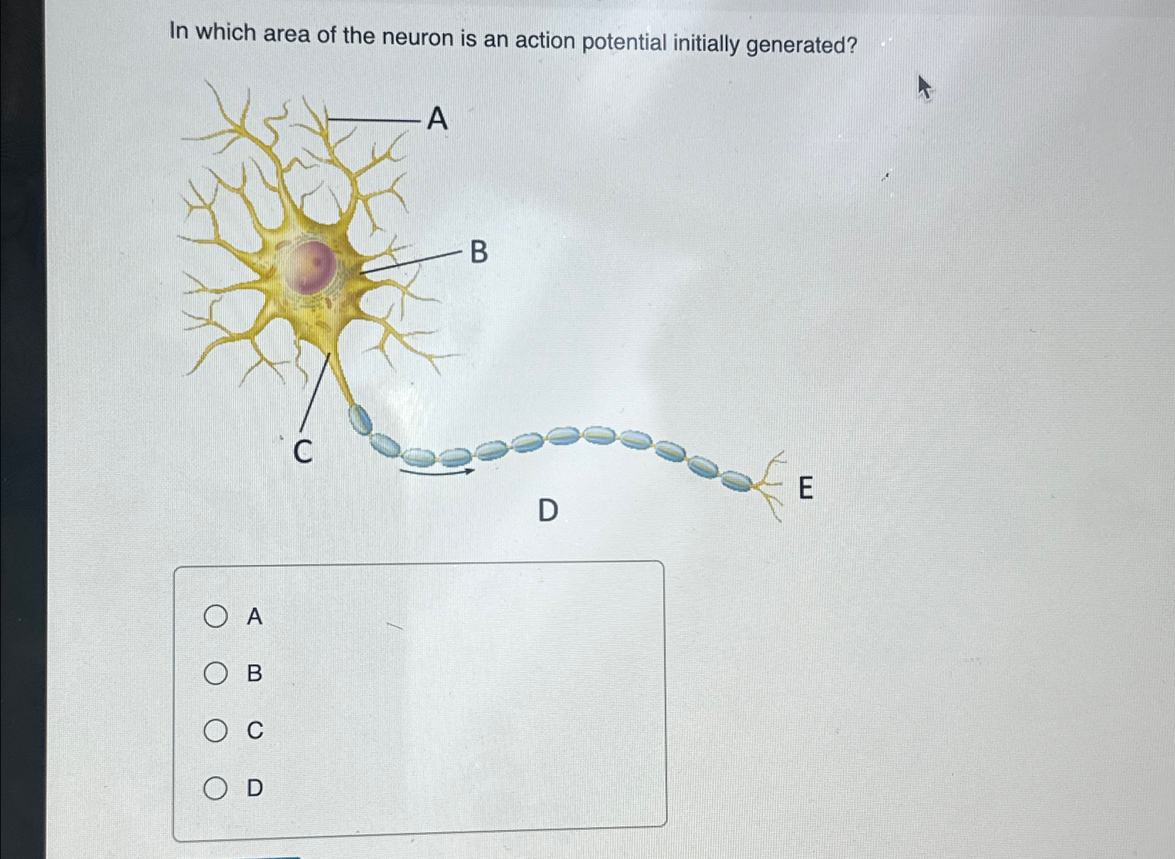Solved In Which Area Of The Neuron Is An Action Potential