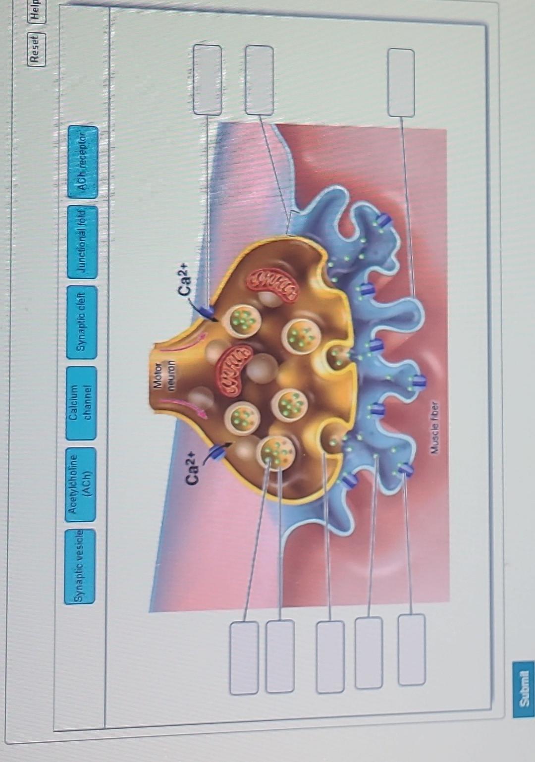 Solved please help me label this?? | Chegg.com Solved please help me label this?? | Chegg.com