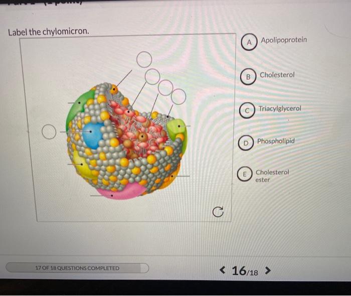 Solved Label the chylomicron. A Apolipoprotein B) | Chegg.com