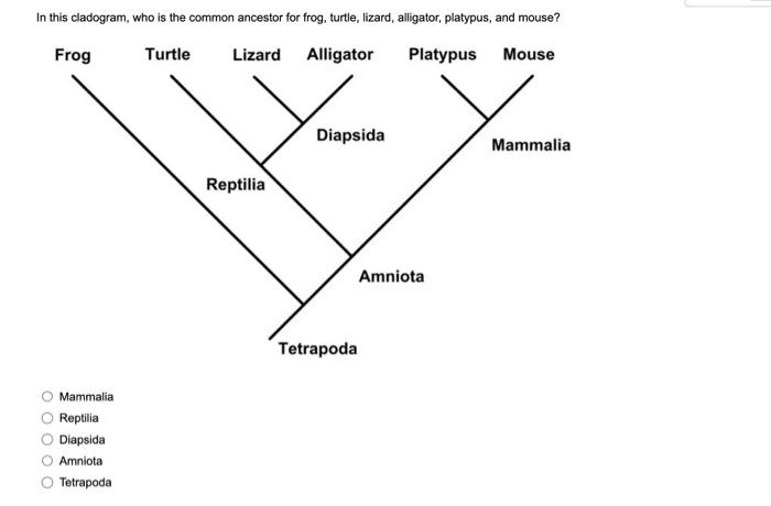 In this cladogram, who is the common ancestor for | Chegg.com