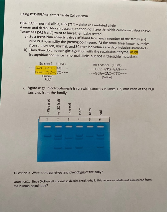 Solved Using PCR-RFLP to detect Sickle Cell Anemia HBA ("A") | Chegg.com