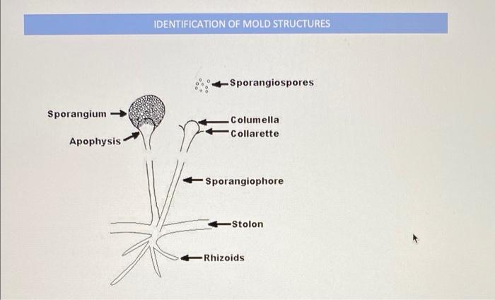 Solved IDENTIFICATION OF MOLD STRUCTURES Module 5 Lab | Chegg.com