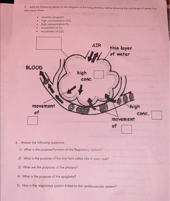 Solved 5. Add the following labels to the diagram of the | Chegg.com