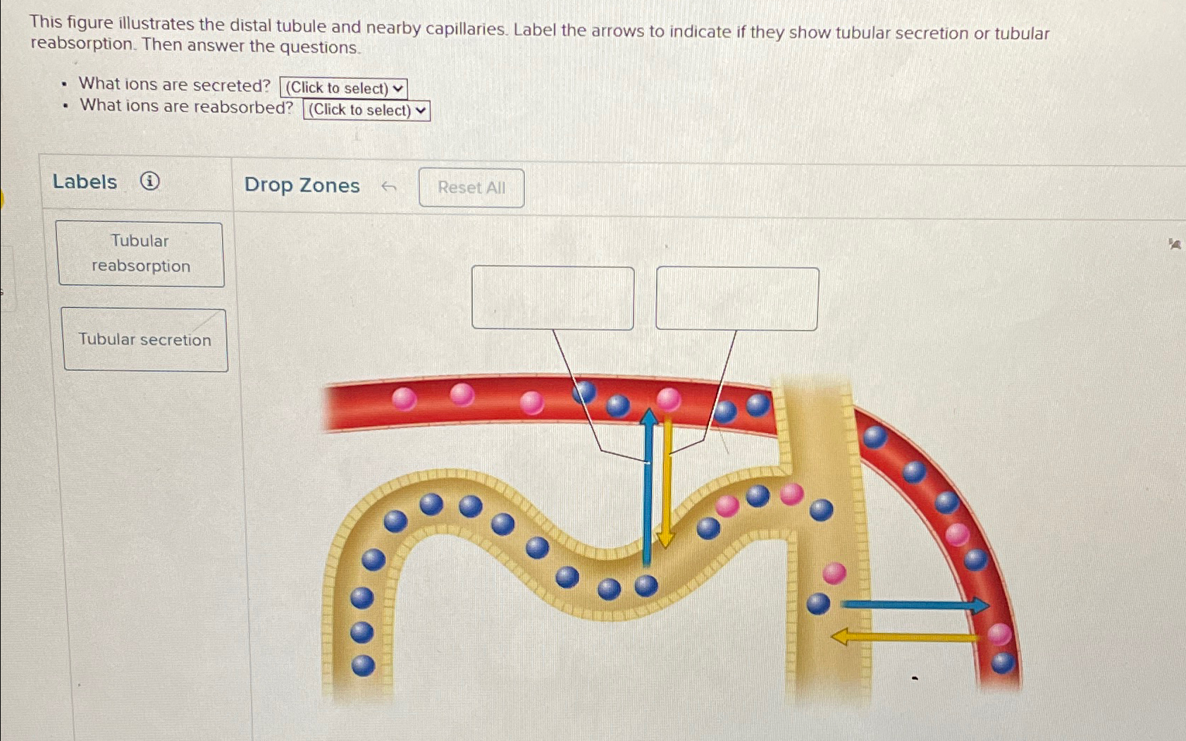 Solved This figure illustrates the distal tubule and nearby | Chegg.com