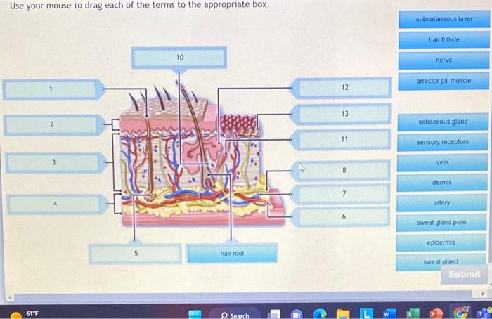 Solved Use your mouse to drag each of the terms to the | Chegg.com