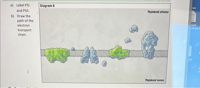 Solved for b. draw the path of the electron transport chain | Chegg.com