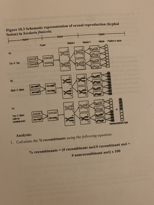 Solved Figure 10.3 Schematic representation of sexual | Chegg.com