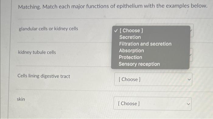 Solved Matching. Match each major functions of epithelium | Chegg.com