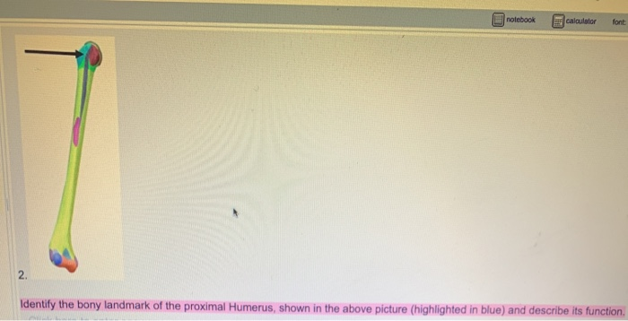 Solved notebook calculator font Identify the bony landmark | Chegg.com