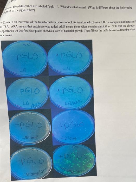 I do not understand hkw to interpret the results and | Chegg.com