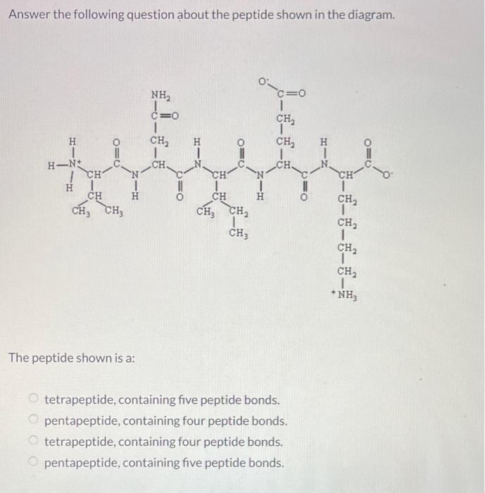 Solved Answer the following question about the peptide shown | Chegg.com