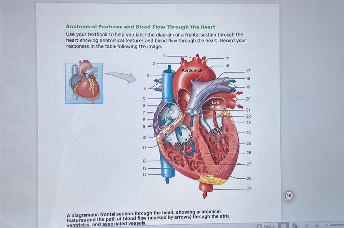 Anatomical Features and Blood Flow Through the Heart | Chegg.com