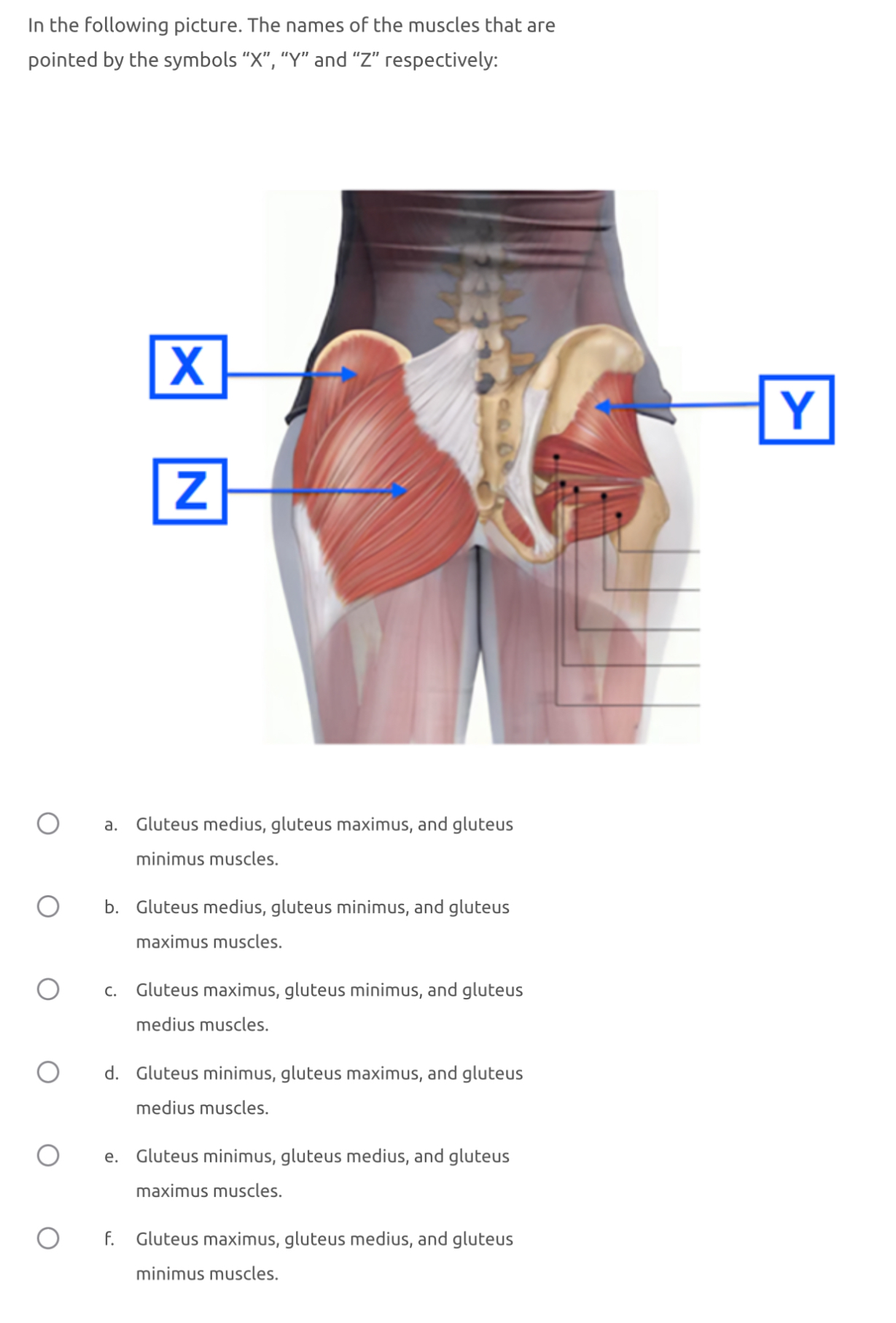 Solved In the following picture. The names of the muscles | Chegg.com