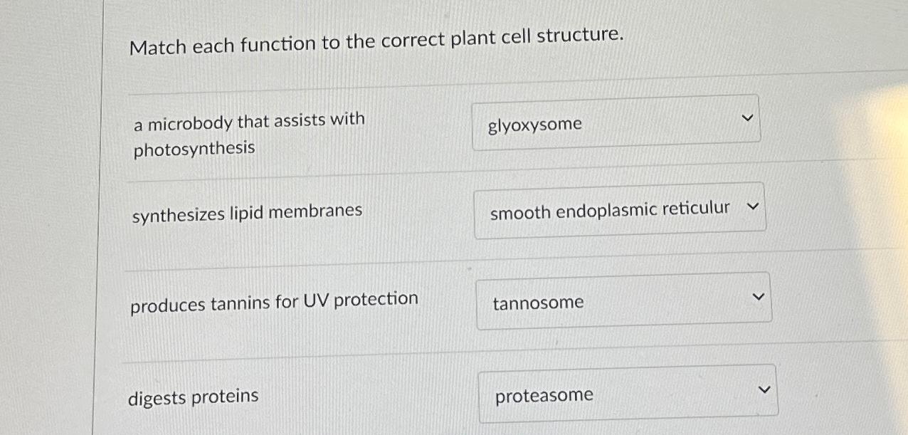 Solved Match each function to the correct plant cell | Chegg.com