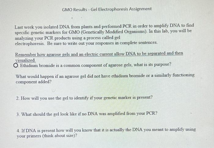 Solved GMO Results - Gel Electrophoresis Assignment Last | Chegg.com