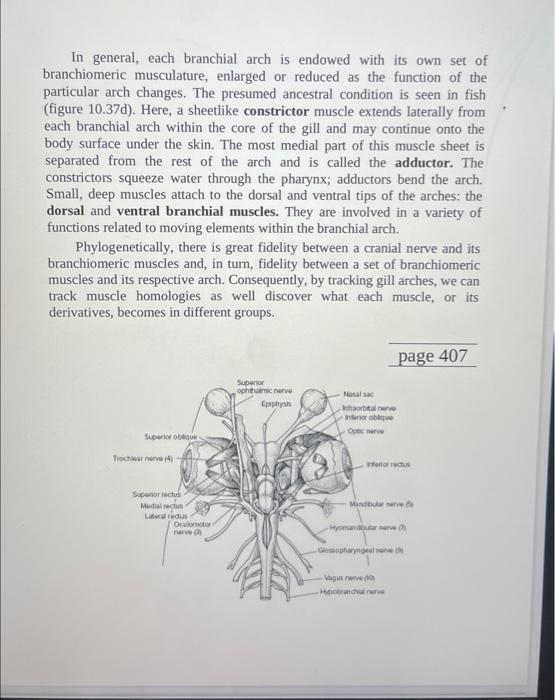 Solved In general, each branchial arch is endowed with its | Chegg.com