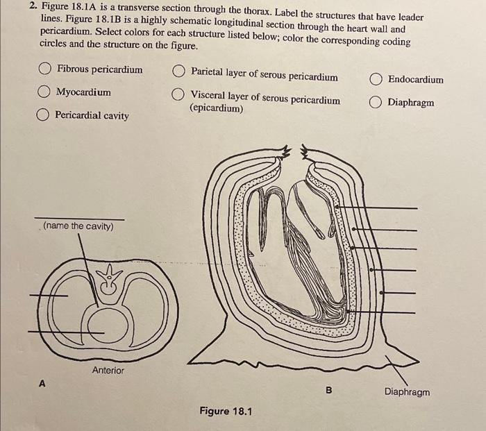 Solved 2. Figure 18.1 A is a transverse section through the | Chegg.com