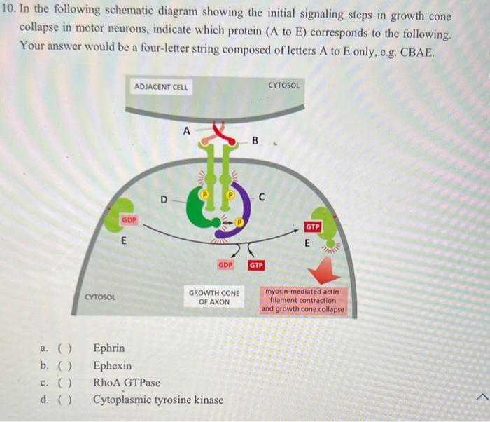 Solved 8. Genetic screens for enhancers and suppressors of | Chegg.com
