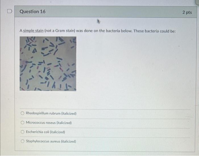 Solved A simple stain (not a Gram stain) was done on the | Chegg.com