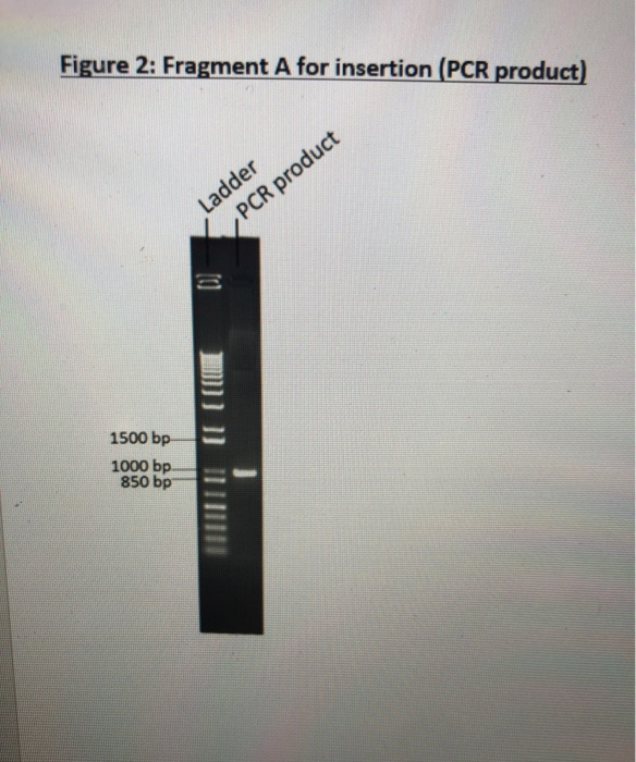 Solved Figure 2: Fragment A for insertion (PCR product) | Chegg.com