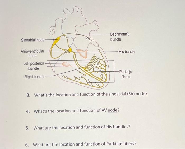 Solved 3. What's the location and function of the sinoatrial | Chegg.com Solved 3. What's the location and function of the sinoatrial | Chegg.com