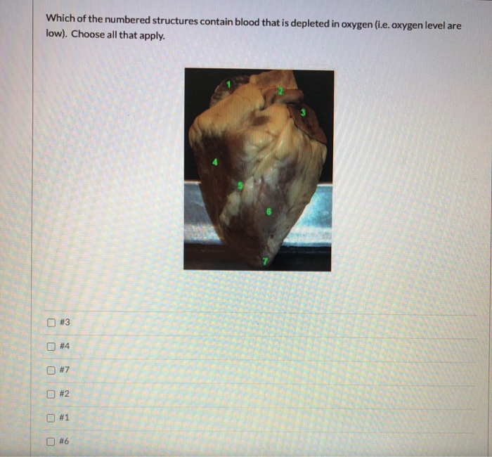 Solved Which of the numbered structures contain blood that | Chegg.com