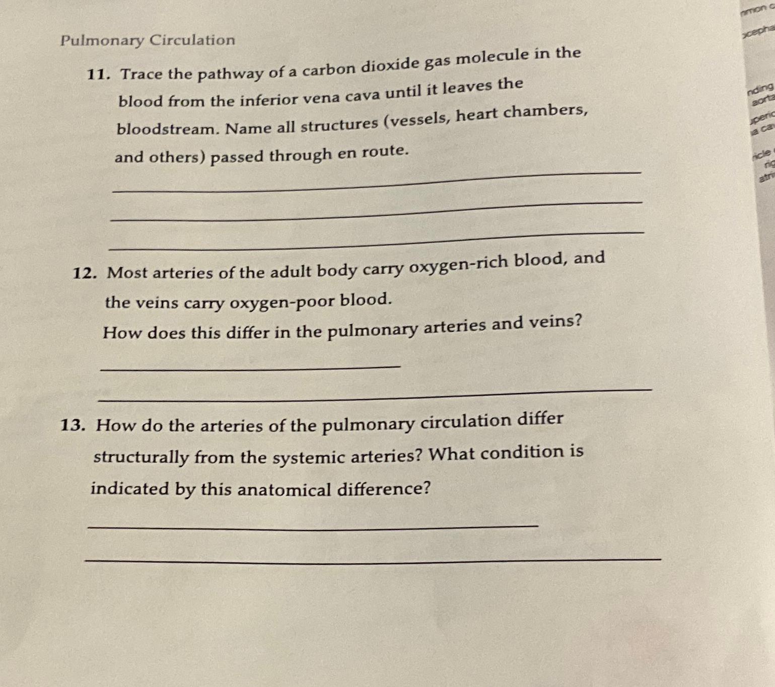 Solved Pulmonary Circulation11. ﻿Trace the pathway of a | Chegg.com