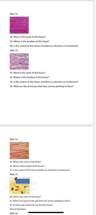 Solved Tissues/Histology Lab Make sure you have completed | Chegg.com
