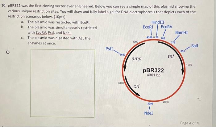 Solved 10 Pbr322 Was The First Cloning Vector Ever