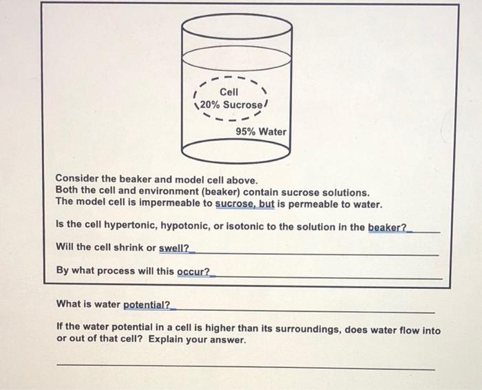 Solved 1 Cell 20% Sucrose 95% Water Consider the beaker and | Chegg.com