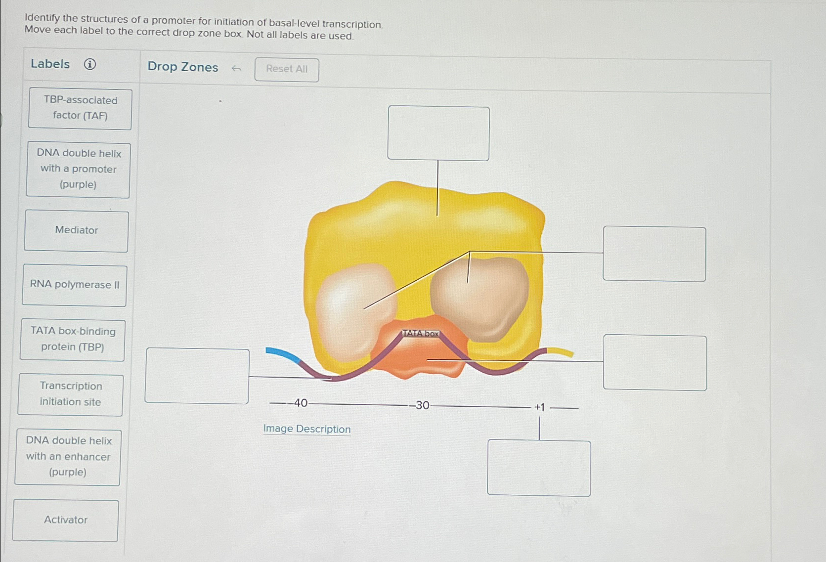 Solved Identify the structures of a promoter for initiation | Chegg.com