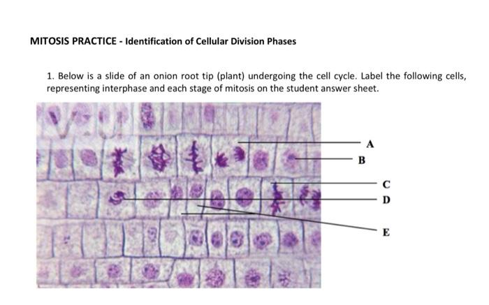 Solved MITOSIS PRACTICE - Identification of Cellular | Chegg.com