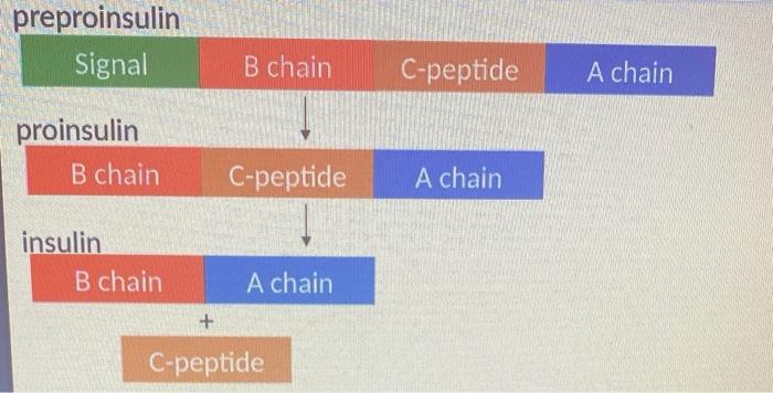 Solved preproinsulin Signal Bchain C-peptide Achain | Chegg.com
