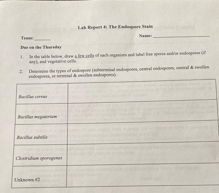 Solved Lab Report 4: The Endospore Stain Name: Team: Due on | Chegg.com
