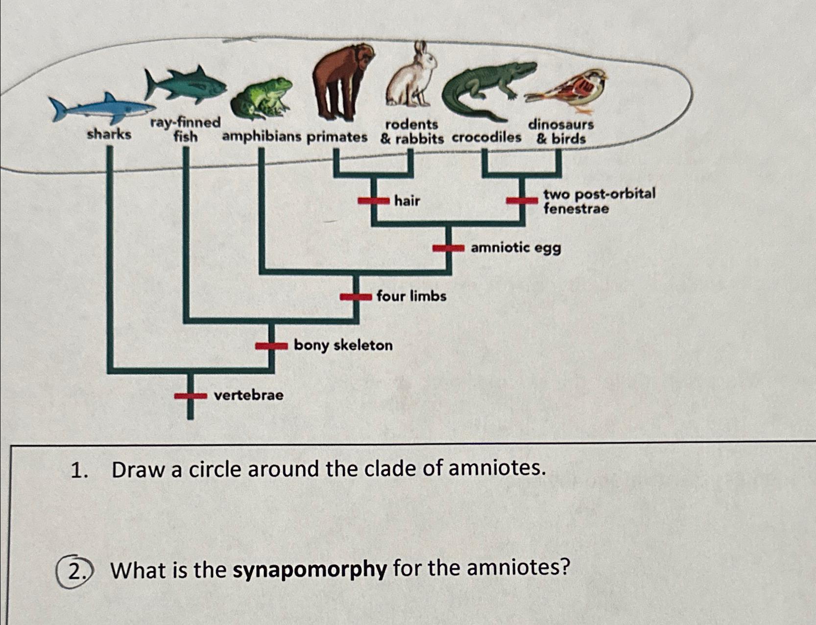 Solved Draw a circle around the clade of amniotes.(2.) ﻿What | Chegg.com