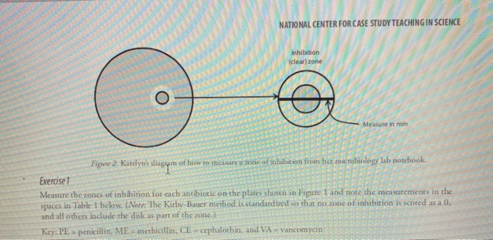Solved S. aureus MRSA Plate 1. MRSA Plate 2 S. aureus PE | Chegg.com